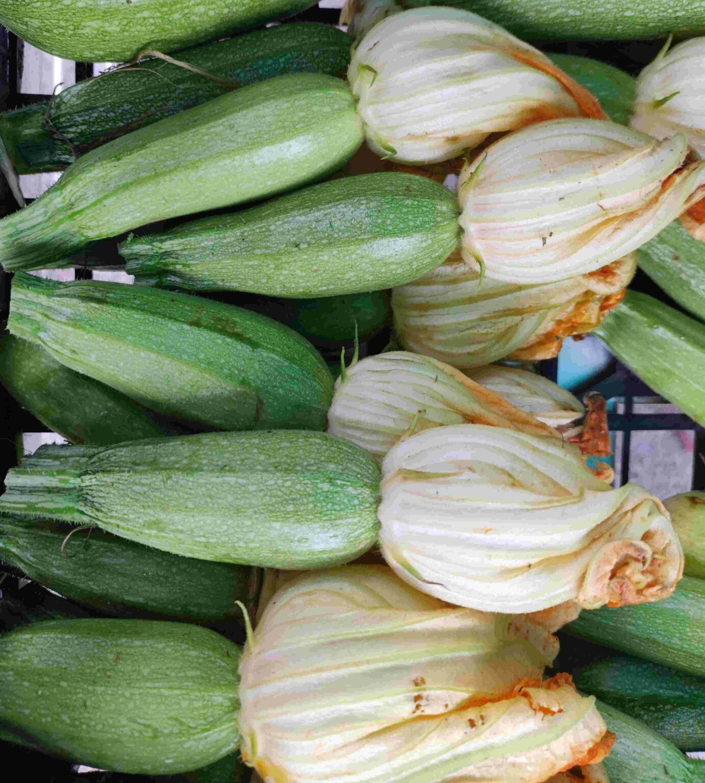 Mini courgette - potager maronne
