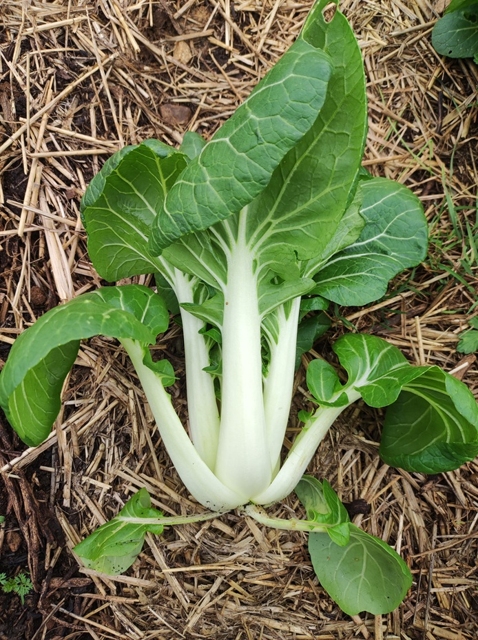 Chou Pak Choi - potager maronne